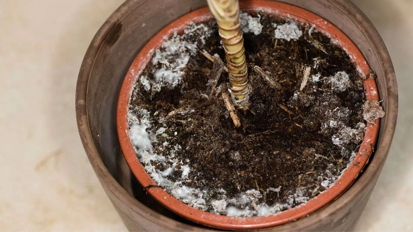 Tips on How to Prevent and Remove Mold on Houseplants