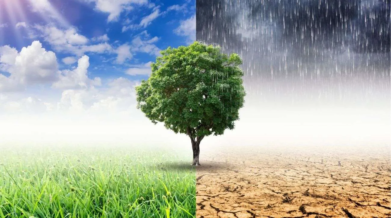 Know How Climate Affects Mold Growth